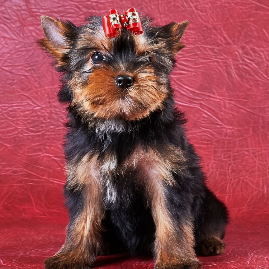 Йоркширский терьер, щенок