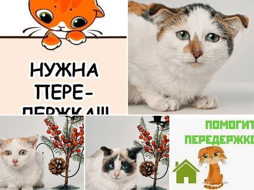 Котята ищут срочный дом