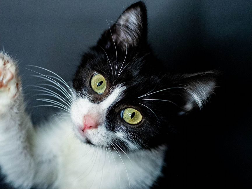 Милый котёнок 3.5 месяца