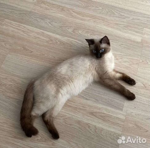 Тайская кошка ищет семью