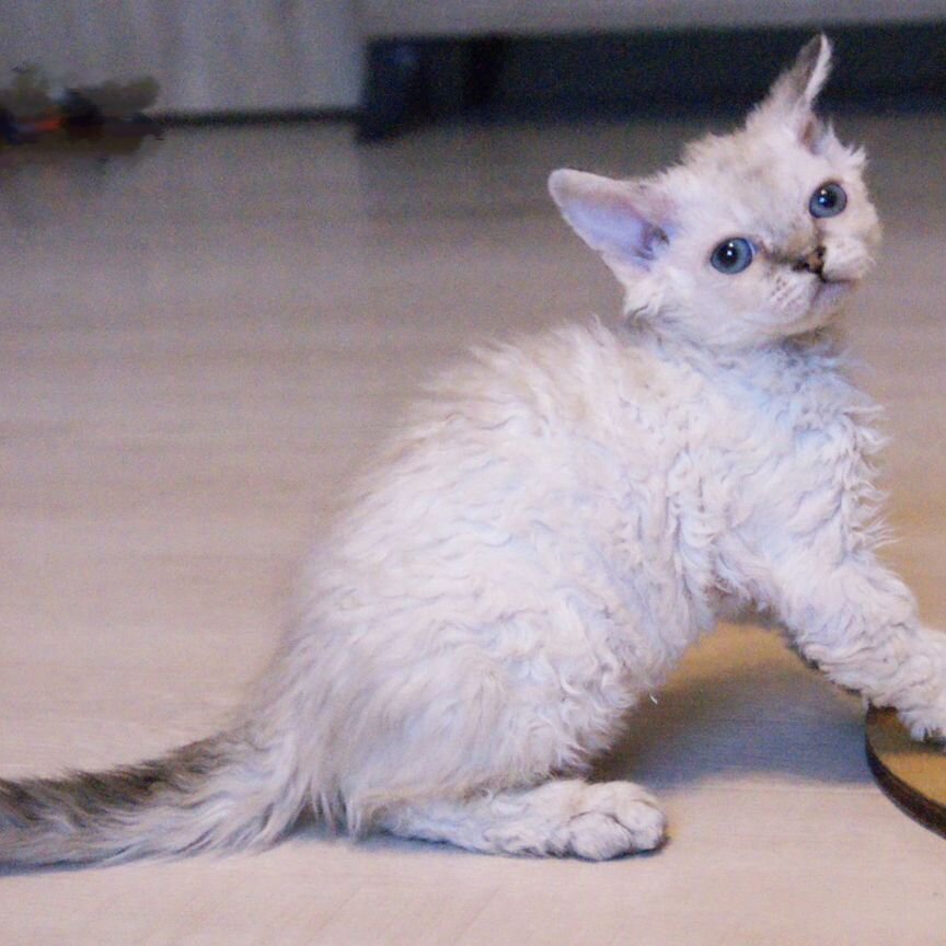 Кудрявая неженка Унция