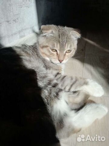 Веслоухий бобтейл 3 мес