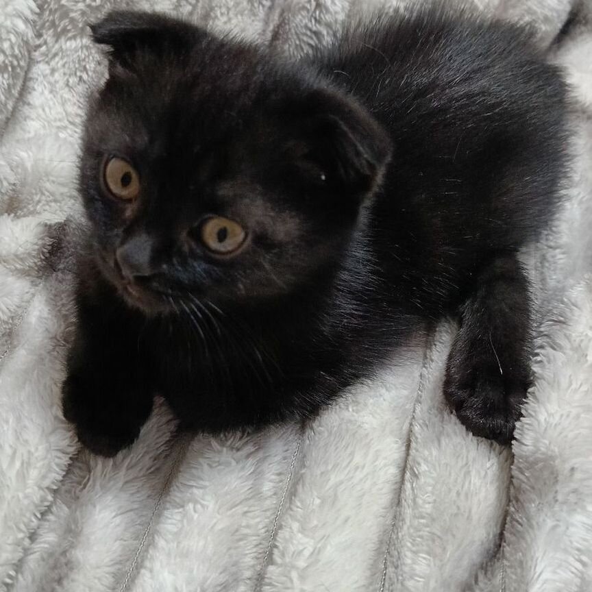 Шотландская