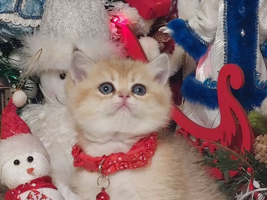 Шотландская прямоухая кошечка золотая шиншилла