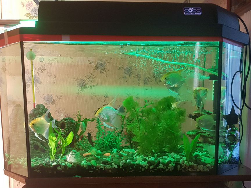 Аквариум с рыбками