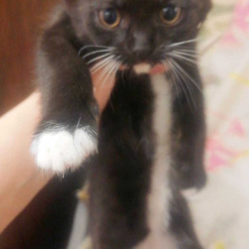 Котята в добрые руки бесплатно