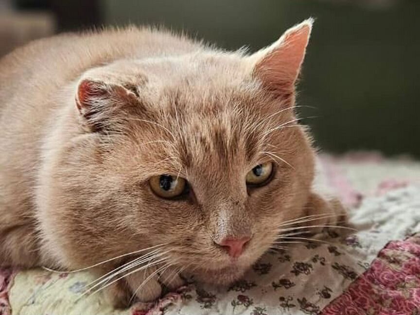 Кот ищет семью