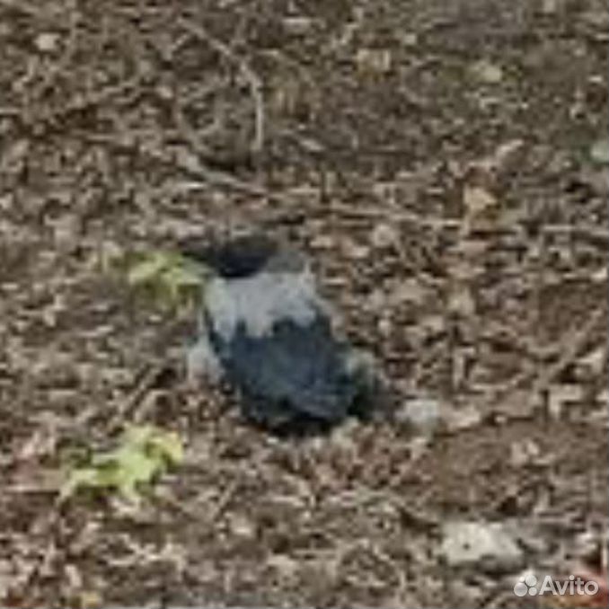 Птенец вороны