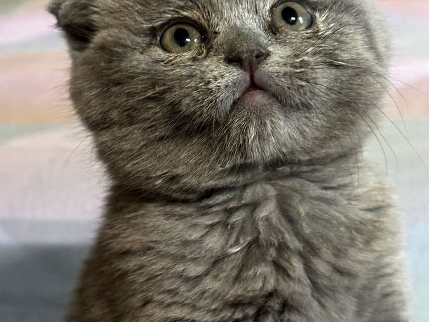 Котенок