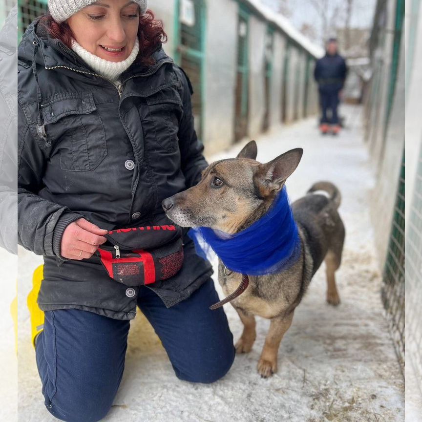 Взрослый пёс в добрые руки