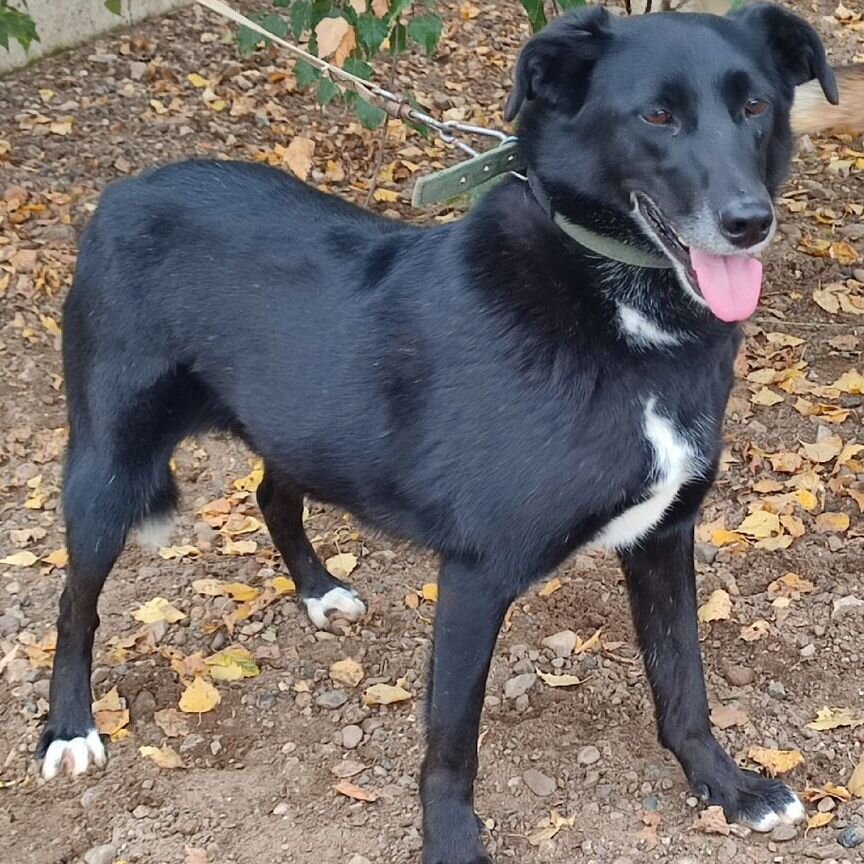 Взрослая собака в добрые руки