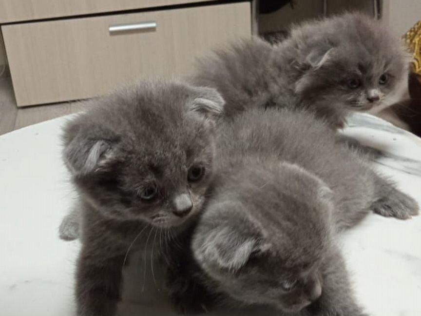 Вислоухие котята