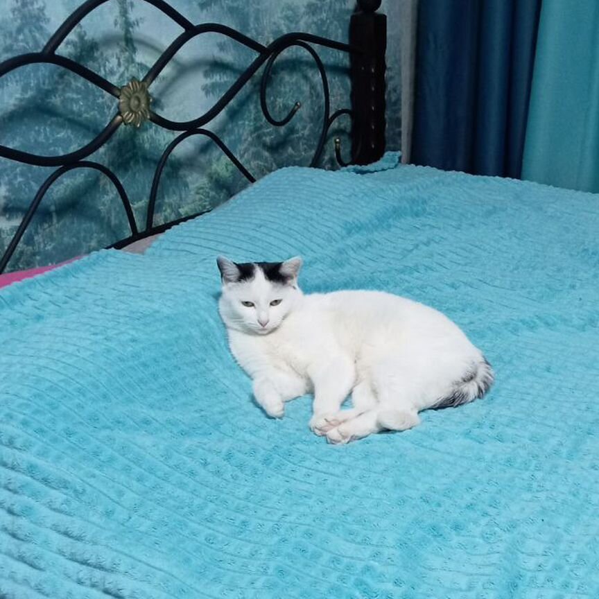 Взрослая кошка в добрые руки