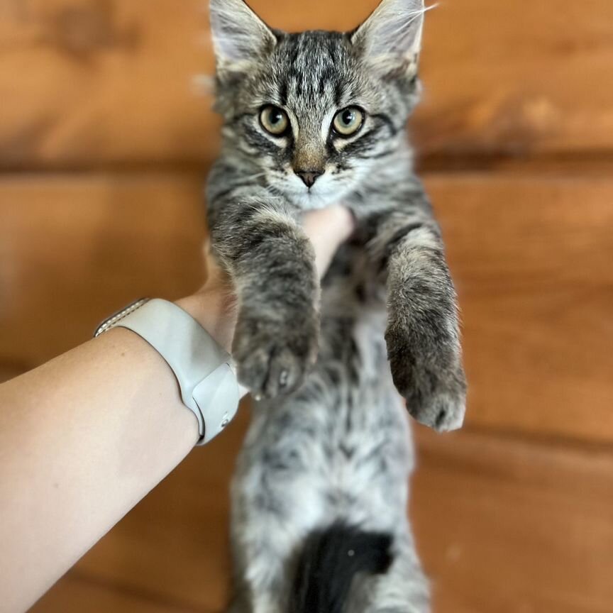 Котята мальчика в добрые руки