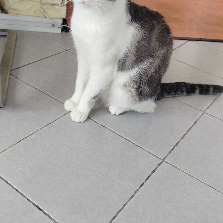 Домашние животные котята бесплатно