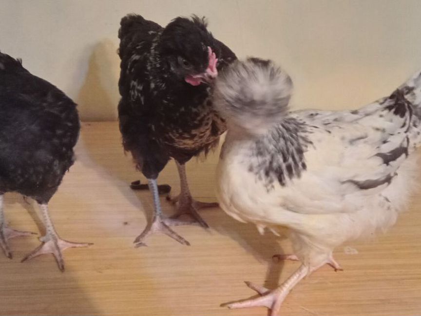 Цыплята поместные