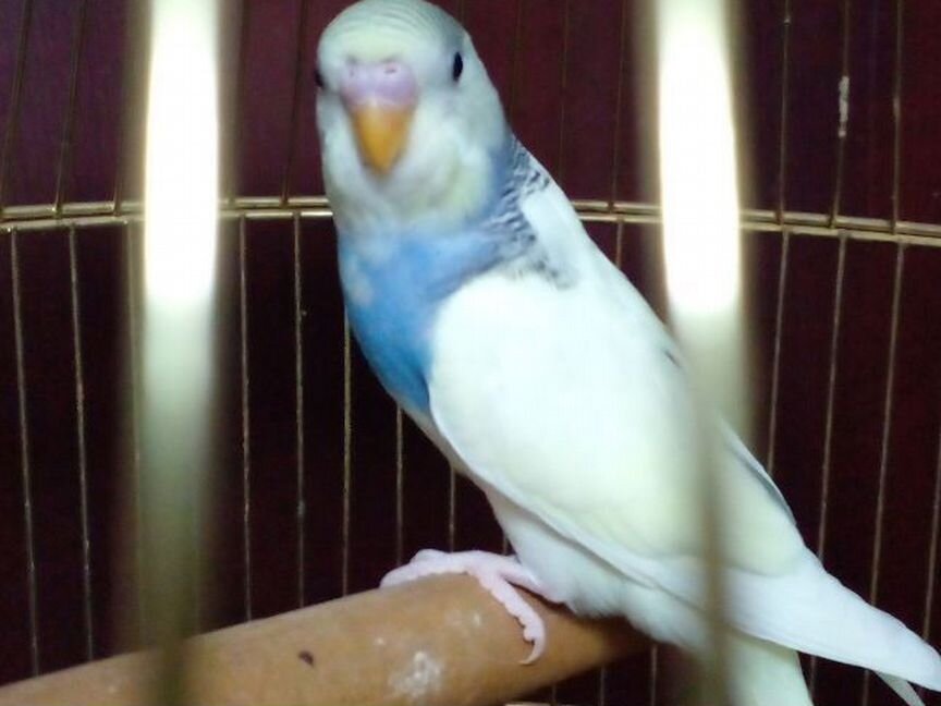 Волнистый попугай