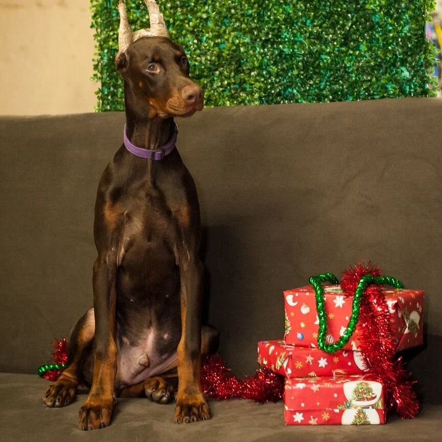 Доберман, щенок