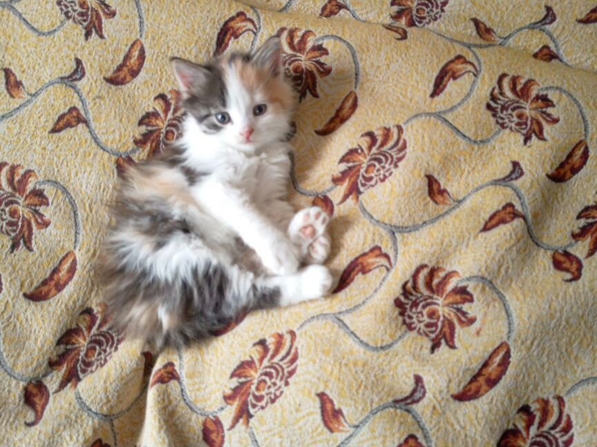 Котята в добрые руки бесплатно