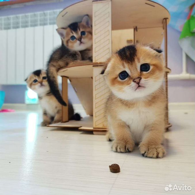 Котята драгоценного окраса