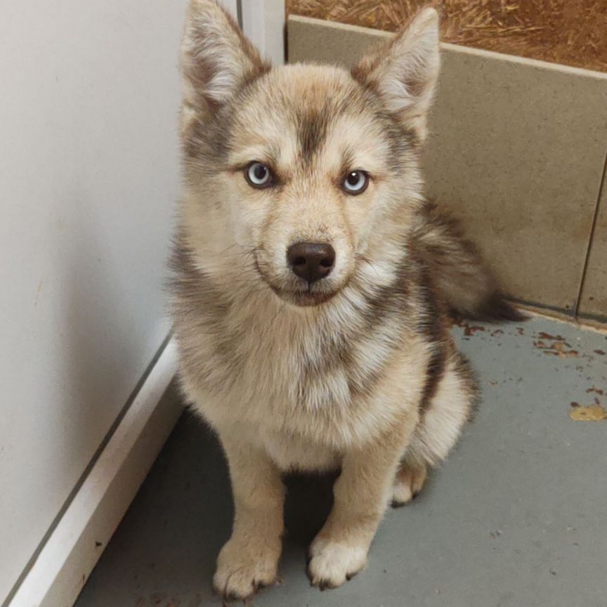 Помски, щенок