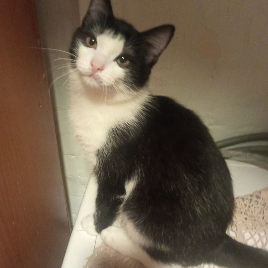 Котенок в добрые руки