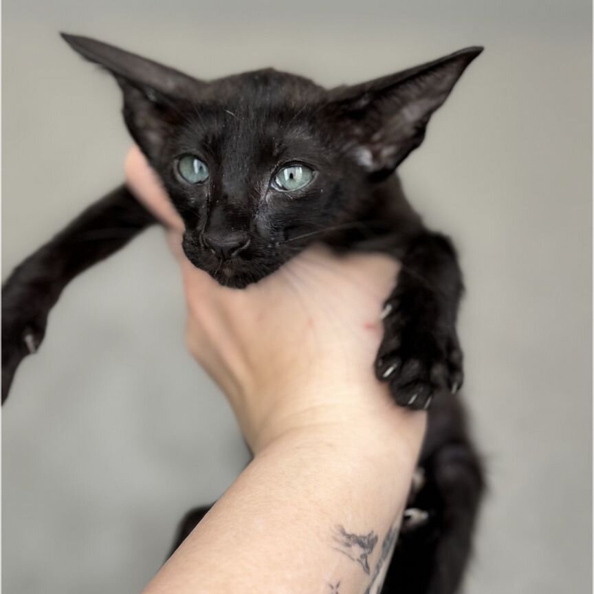 Ориентальный котёнок