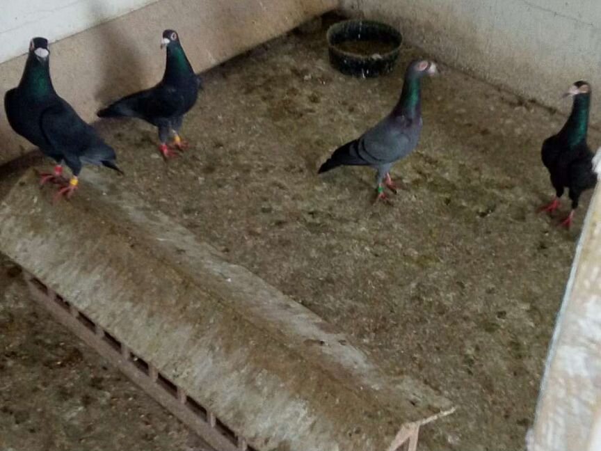 Голуби драконы карьеры и перьмики