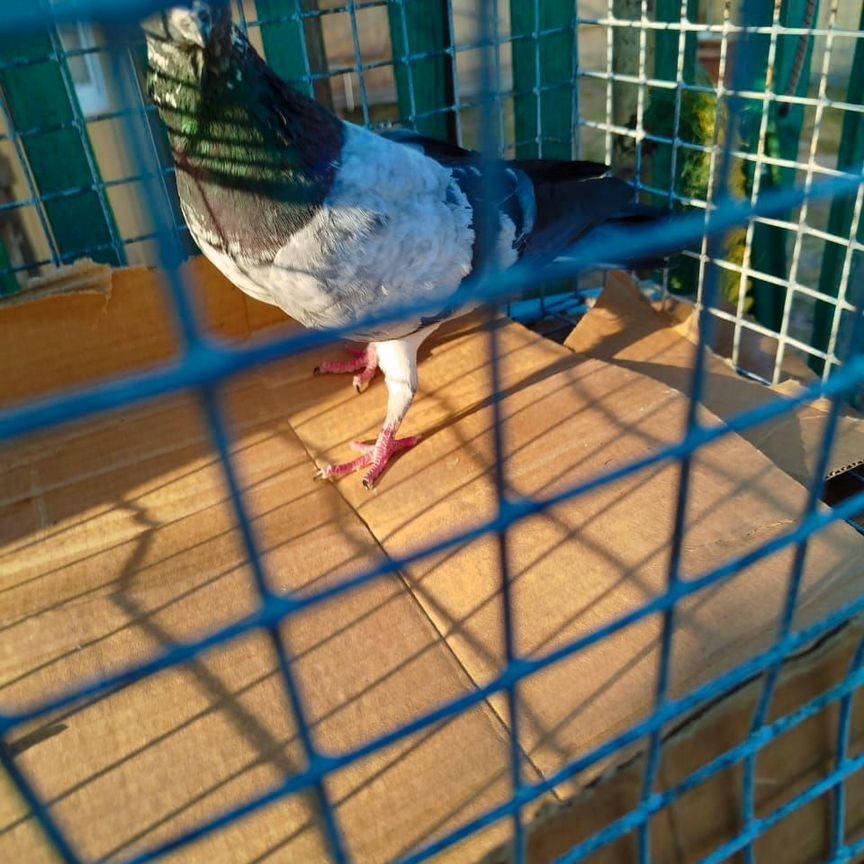 Продам голубя,дереш