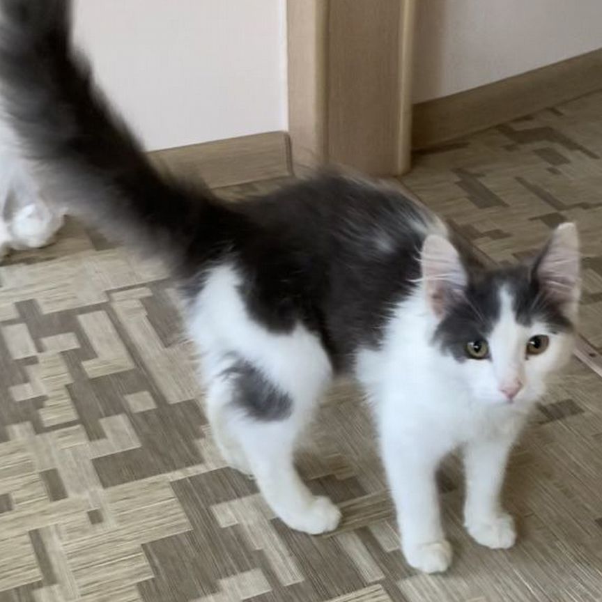 Отдам котенка в добрые руки мальчика