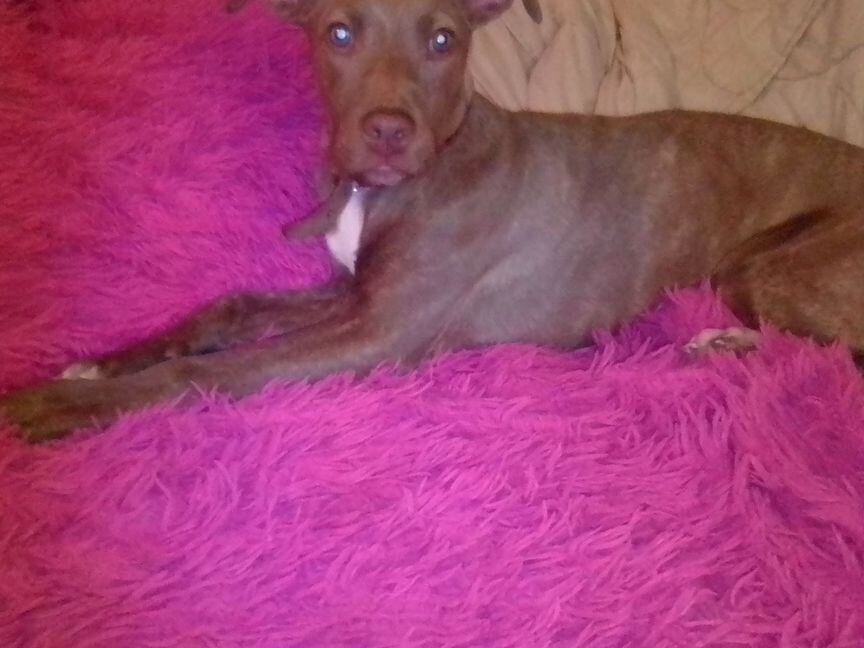 Питбультерьер