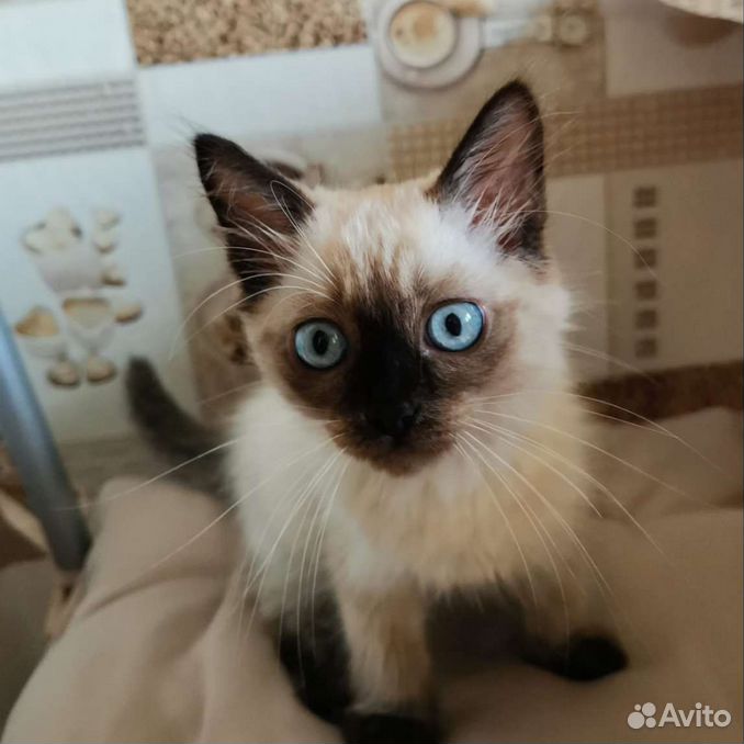 Тайские сиамские котята