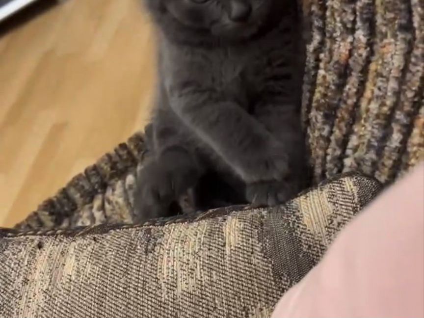 Кошка