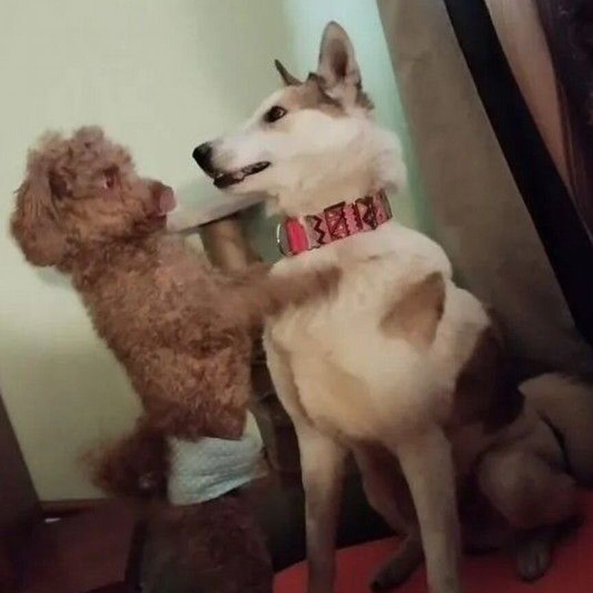 Собака в добрые руки