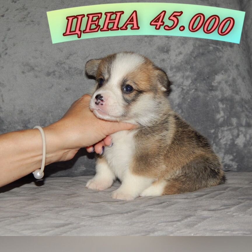Вельш Корги Пемброк, щенок