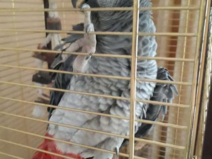 Большие попугаи оптом и в розницу