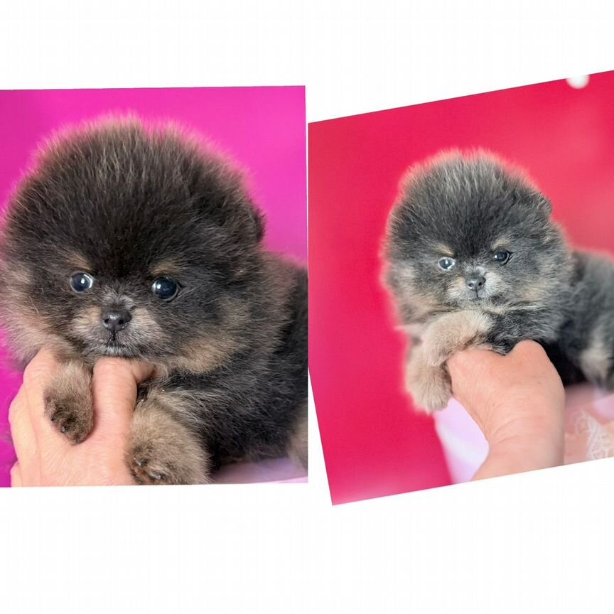 Померанский шпиц, щенок