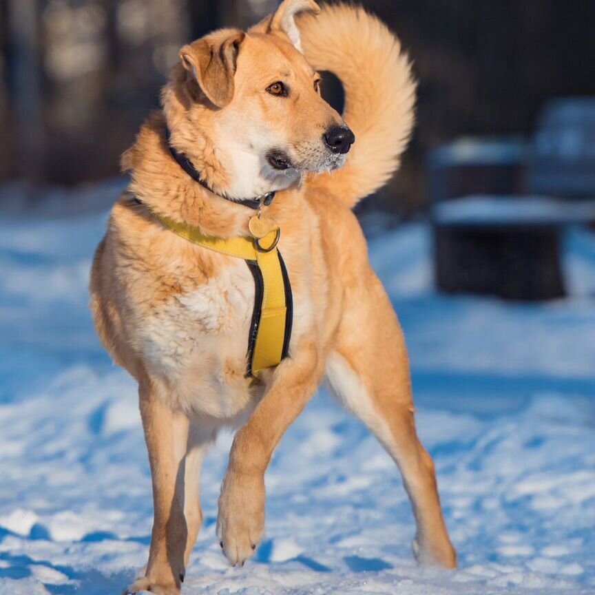 Взрослый пёс в добрые руки