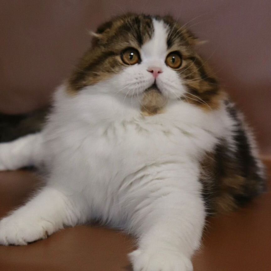 Шотландский Кот 6 лет фолд Иван