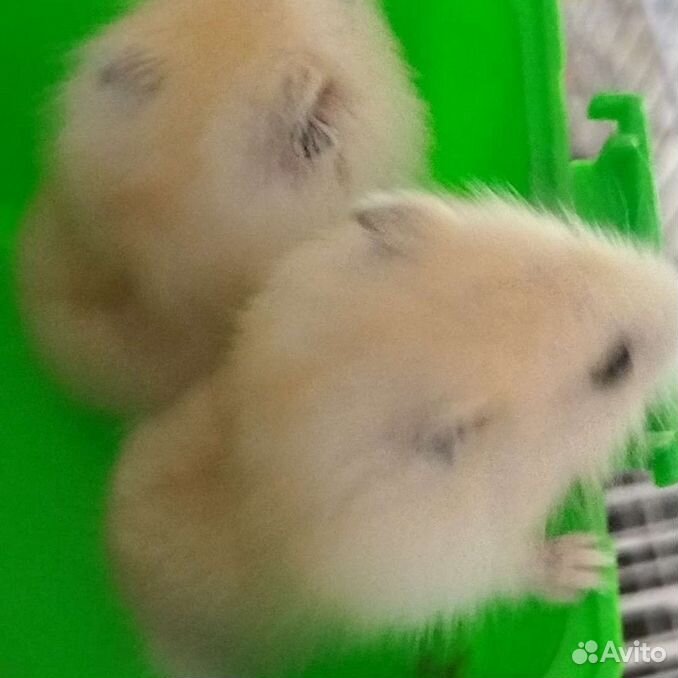 Продам джунгарских хомячков