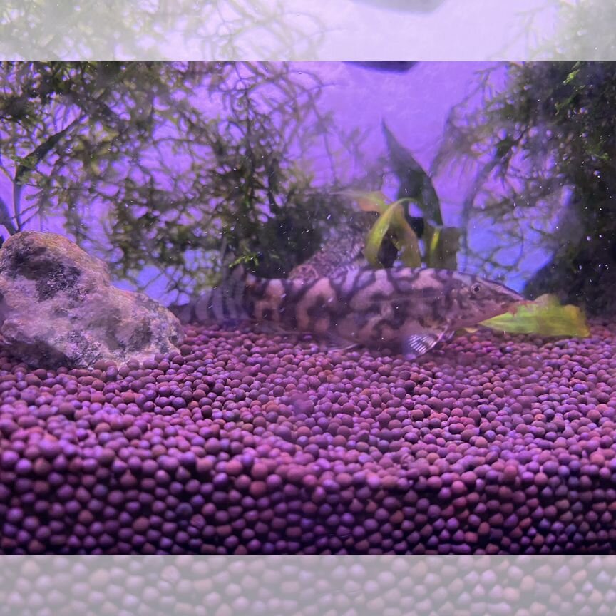 Боция мраморная