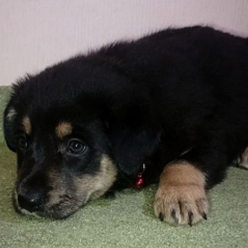 Щенок в добрые руки