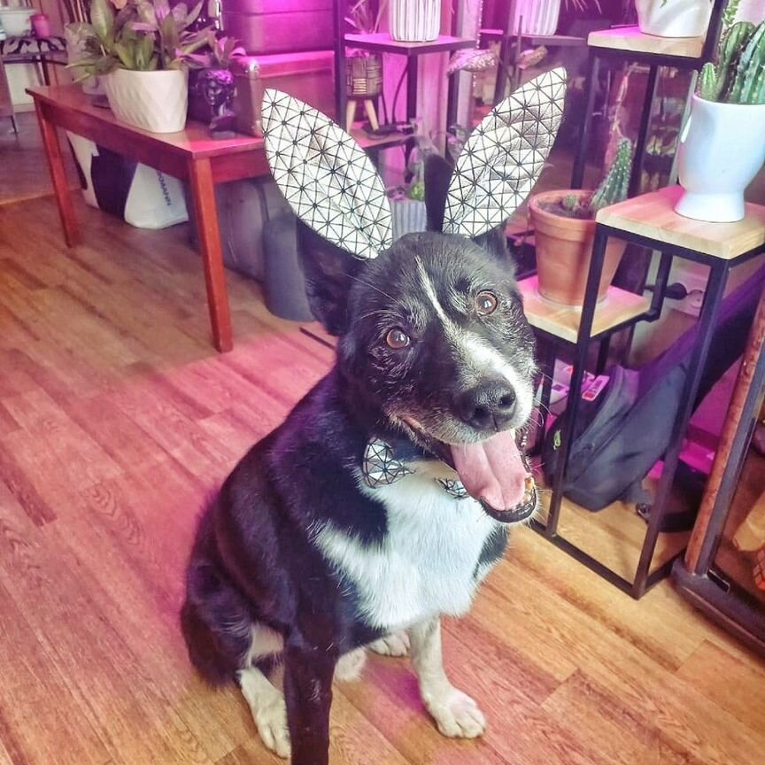 Лайка кобель в добрые руки собака