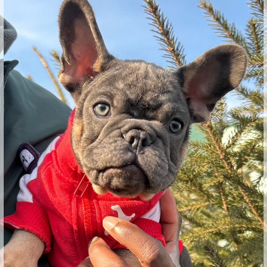 Французский бульдог, щенок