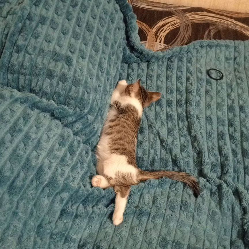 Котик, Барсик 2 месяца к лотку приучен , привит