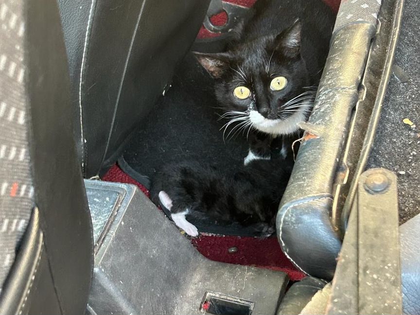 Крошечные котята в беде