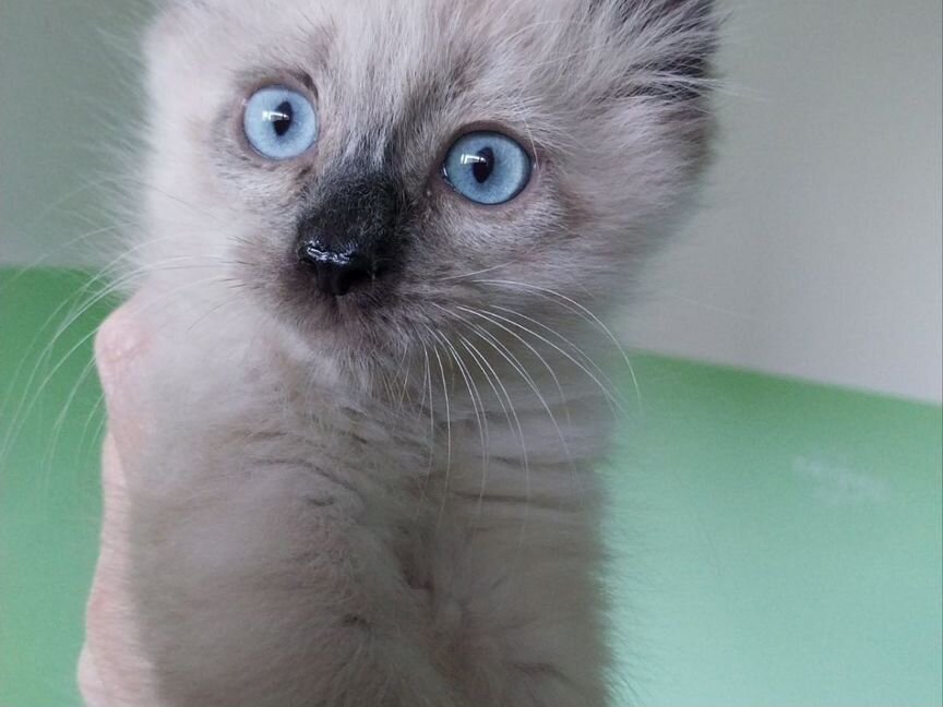 Очаровательный Василек в добрые руки