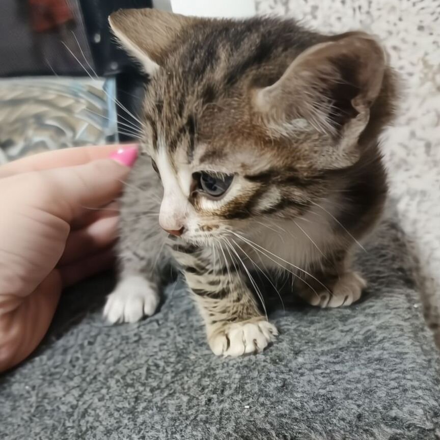 Котёнок в добрые руки