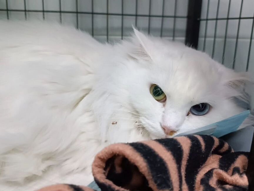 Отдам кошечку Изабель