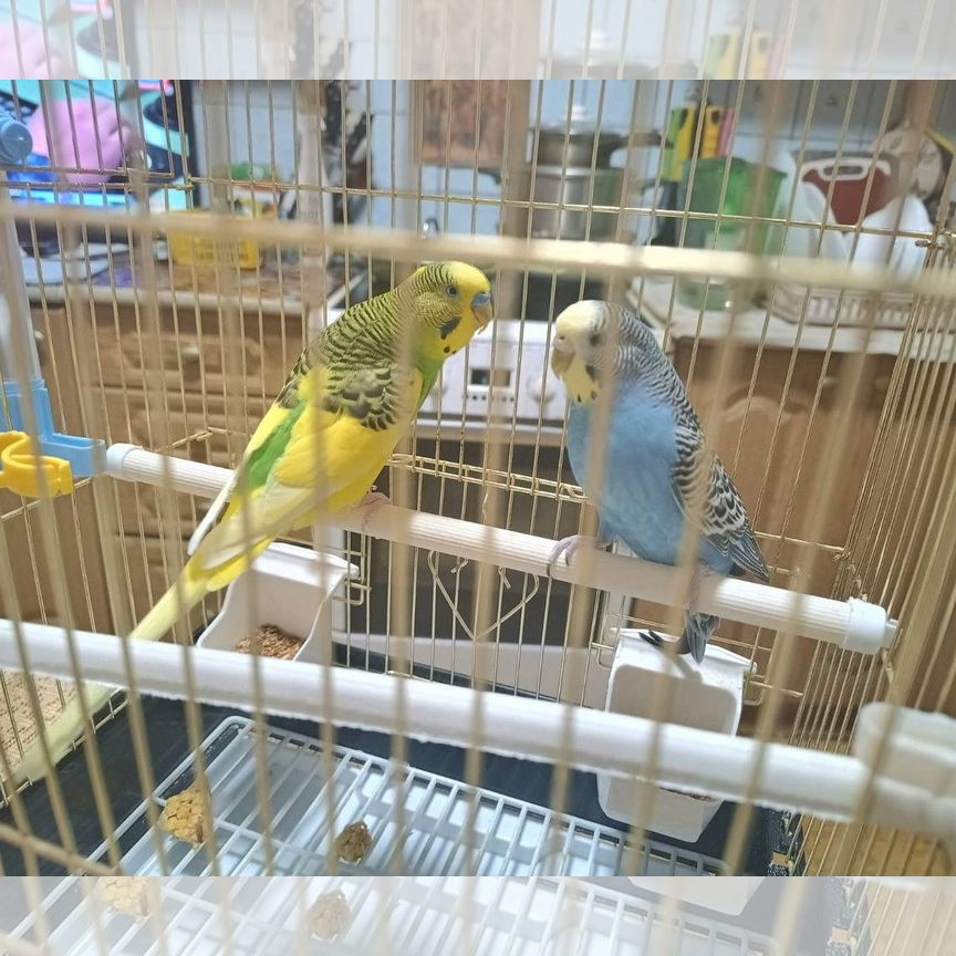 Волнистый попугай